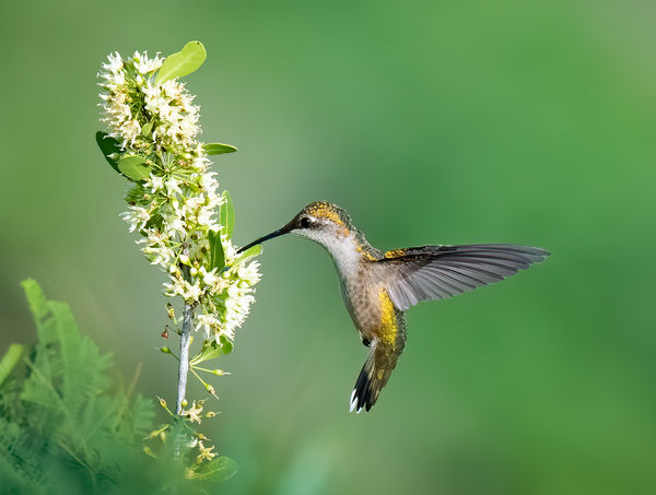 Female Black-chinned or Ruby-throated Hummingbirds: Taken on my old ...