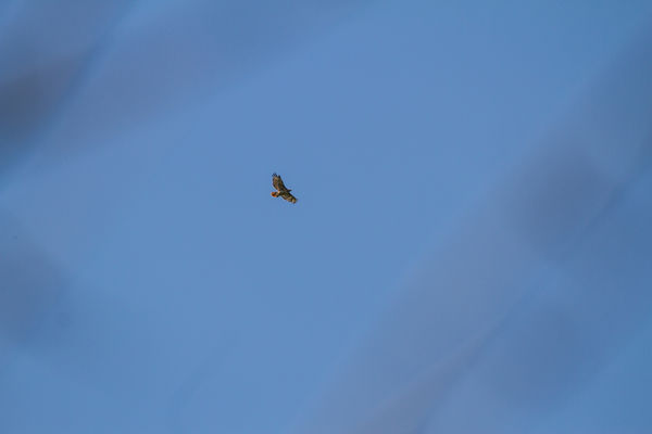 Flying Hawk: I saw 2 hawks way in the distance and grabbed the camera ...