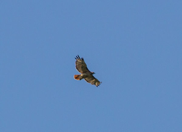 Flying Hawk: I saw 2 hawks way in the distance and grabbed the camera ...