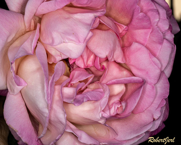 I Am A Rose! Still playing with my new ring flash. Currently the only ...