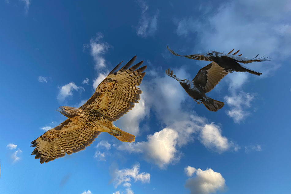 Red Tailed Hawk Vs Crows: The noise caught my attention first. It was ...