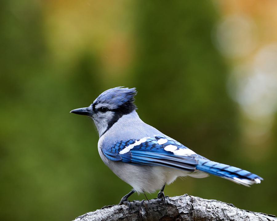 Blue Jay: From this morning's shoot.