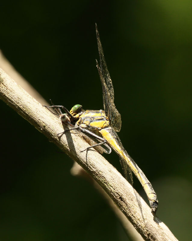 Dragontowne: Some dragonflies, and ... The Boss: Here are pictures of ...