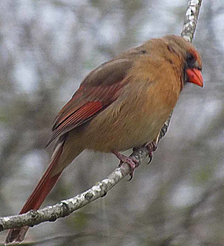 mrs cardinal: