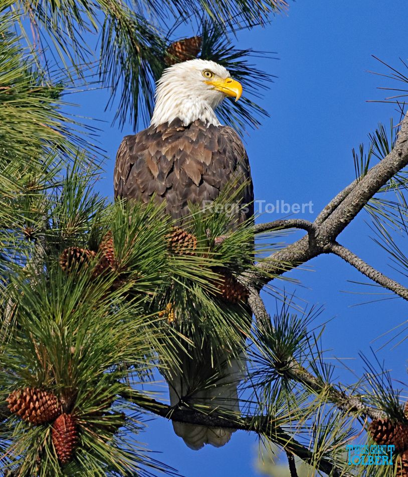 Bald Eagle: Hand held at RF 800mm. Distance was about 200-250 feet ...