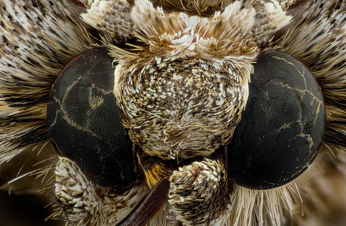 Focus Stacked Image of a Moth: This is one of the preserved moths that ...