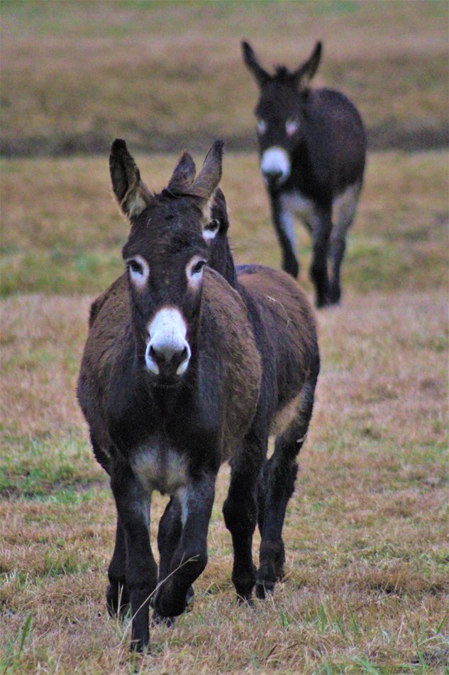 Donkey and Wild Bird: I love to see donkeys and turkeys.