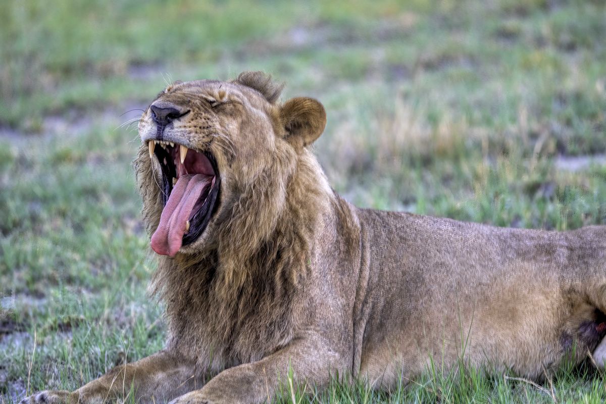 Male Lion Late PM Large Yawn Note injury on abdomen: The injury was ...