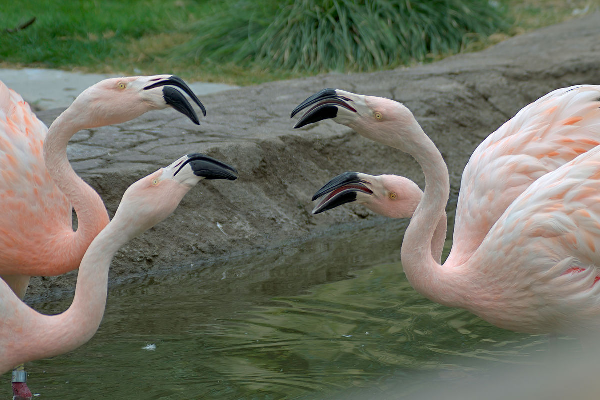 Flamingos at the Zoo: These flamingos were busy sparring with each ...