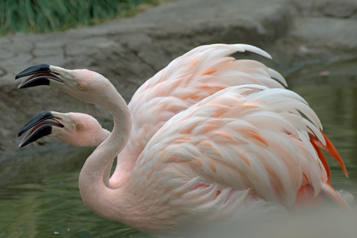 Flamingos at the Zoo: These flamingos were busy sparring with each ...