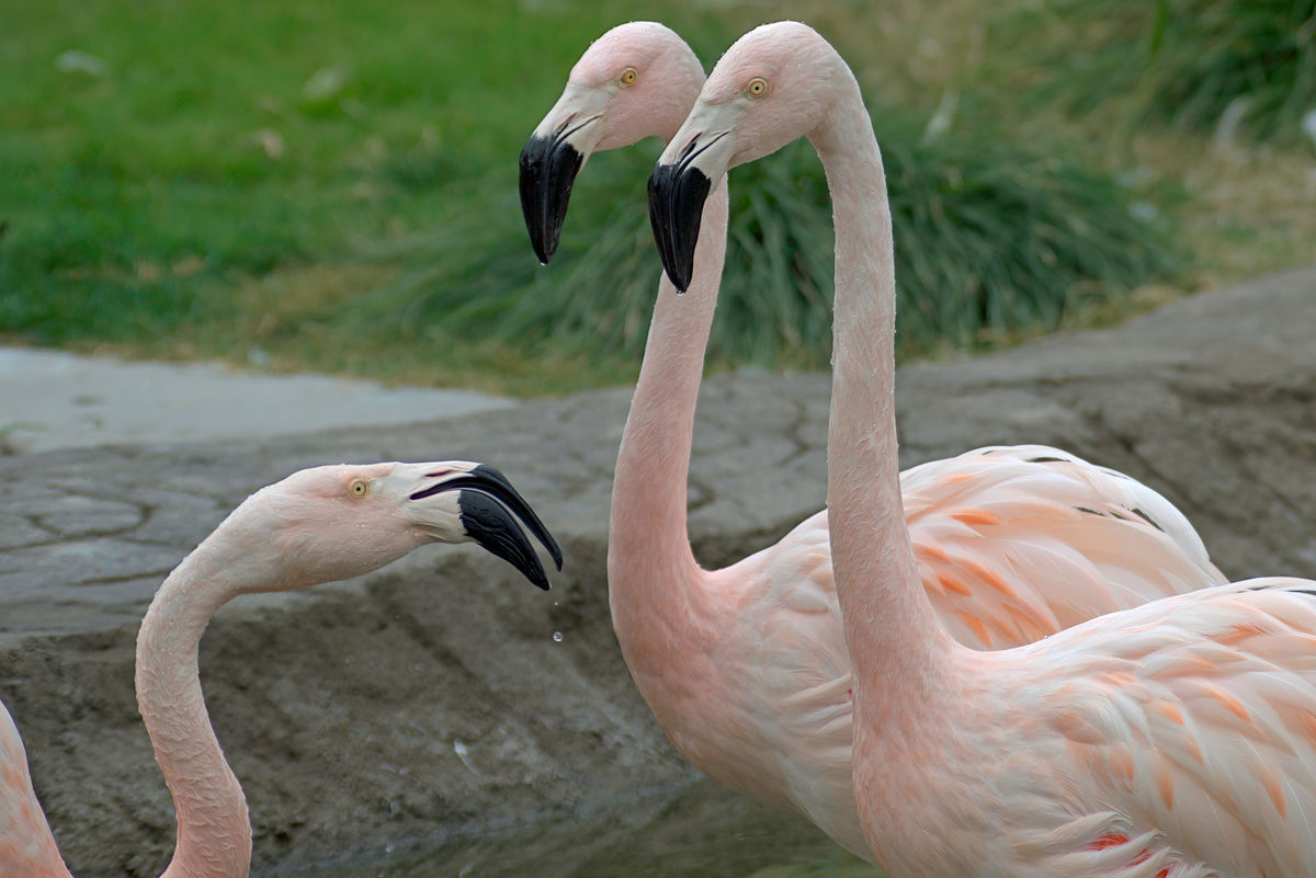 Flamingos at the Zoo: These flamingos were busy sparring with each ...