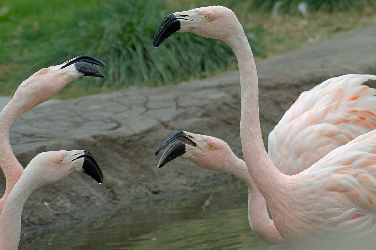Flamingos at the Zoo: These flamingos were busy sparring with each ...