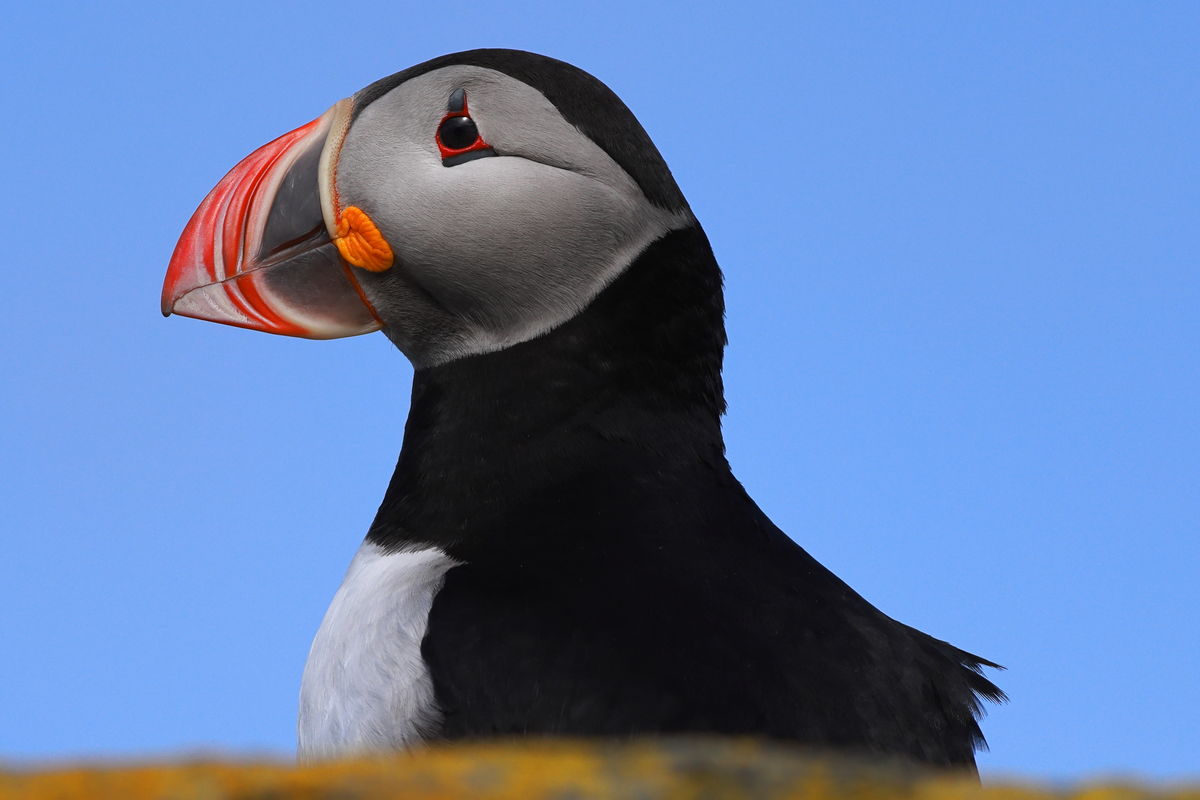 Mr. Puffin in Profile Iceland: Mr. Puffin in Profile Iceland...