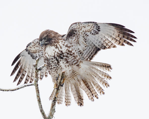 Hawk Dancing on a Treetop: End of morning hike topped off with a winged ...
