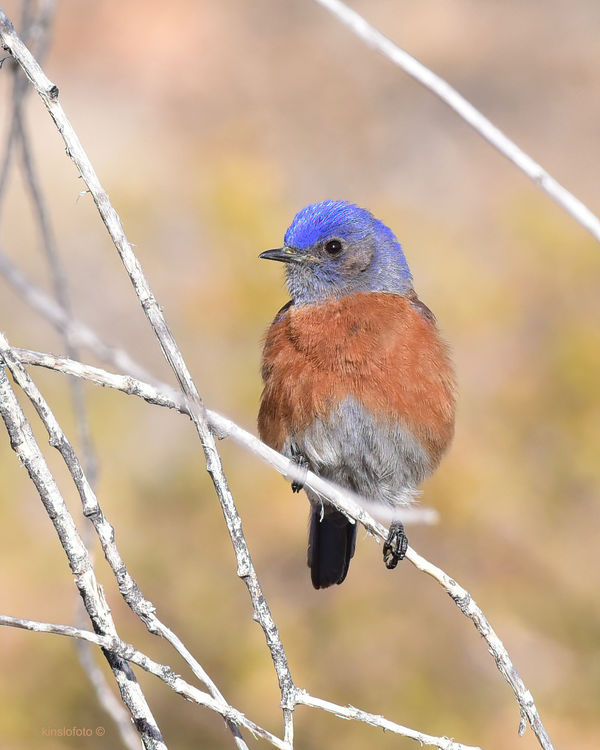 Considering a Trip: About to achieve his breeding colors, this young ...