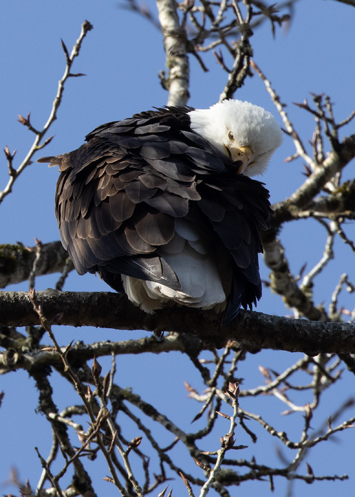 Preening Eagle: Papa eagle preening to pass time as he sits in watch ...