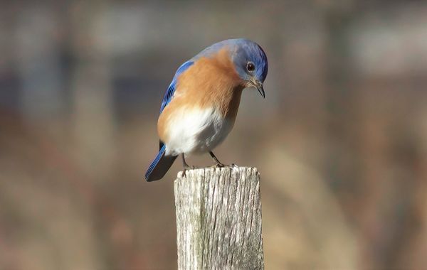 B-More Bluebird! Pretty Bluebird...