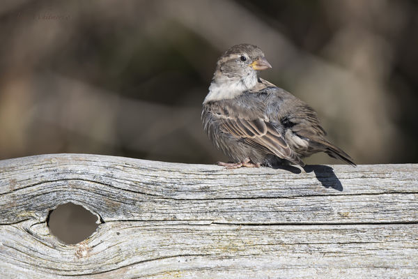 Sparrow set: Sparrows are not popular photo subjects it seems but I ...