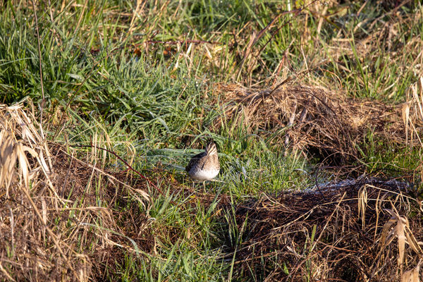 Snipe Hunt: For real! I remember the myth (from High School days) that ...
