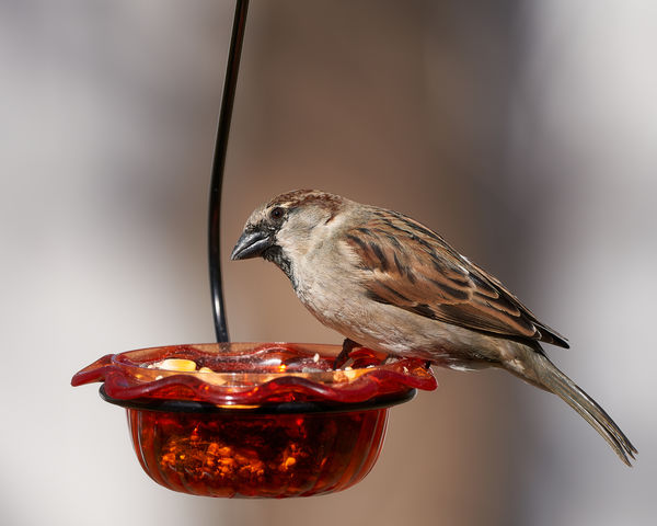 Recent Samples: I know that some photographers dislike "unnatural ...