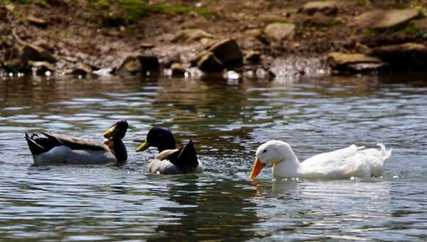 Spring has arrived at Spring Park: Ducks and geese act much like ...