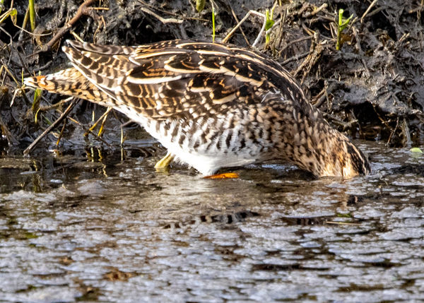 Snipe Feeding: Snipe probing in the mud zone between grass and water...