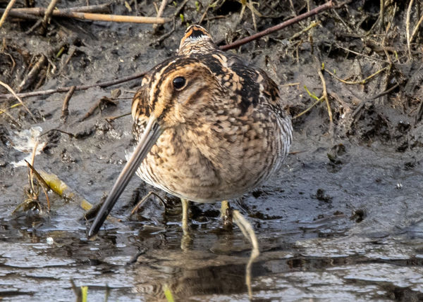 Snipe Feeding: Snipe probing in the mud zone between grass and water...