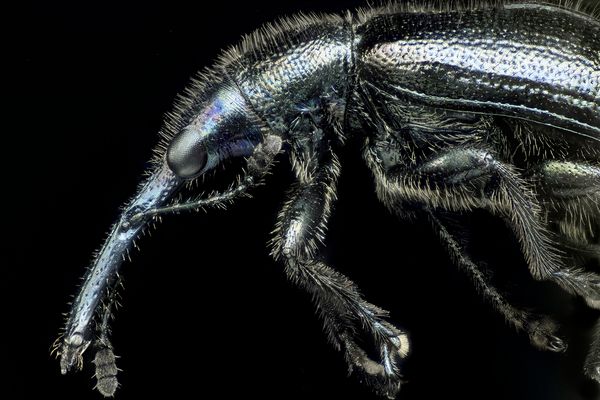 Long-Snout: This is one of my preserved Black Hairy Long-Snout Weevils ...