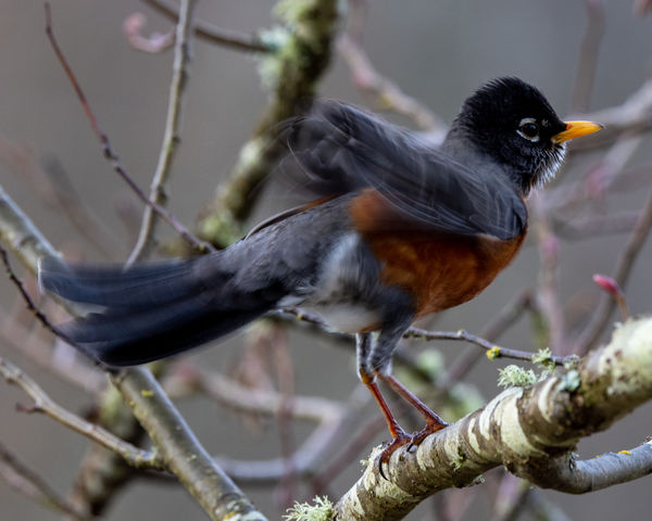 Robin Shaking It: Even the lowly, common Robin gets in the act.