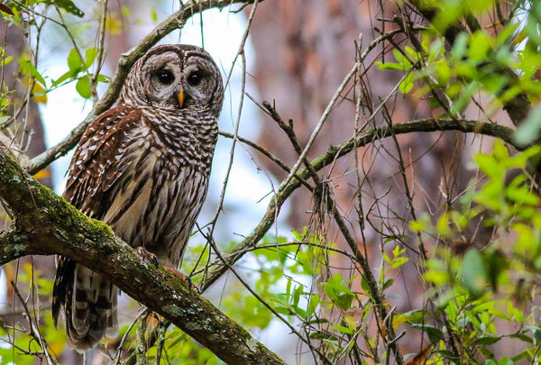 Raptors: Raptors looking pretty.