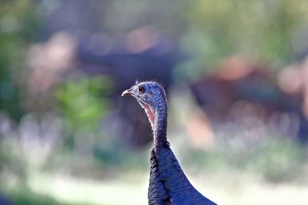 Turkey and Hummers: Spring is officially here as wild turkeys are ...