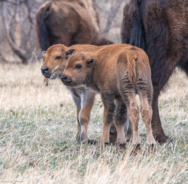 Calving Season: The bison at both Custer State Park and Wind Cave ...