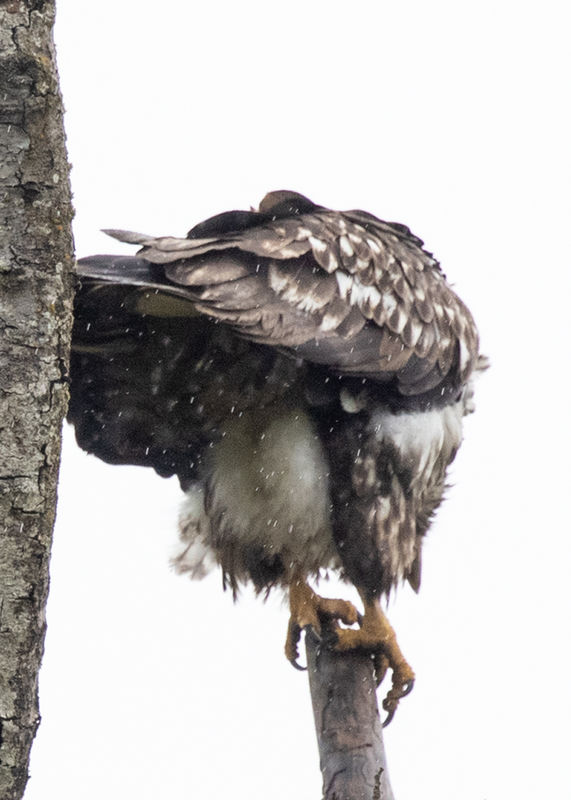 Precarious Perch Eagle: Tiptoe perched atop snag by lake in the rain ...