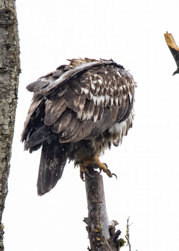Precarious Perch Eagle: Tiptoe perched atop snag by lake in the rain ...