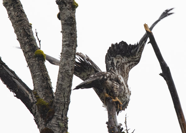 Precarious Perch Eagle: Tiptoe perched atop snag by lake in the rain ...