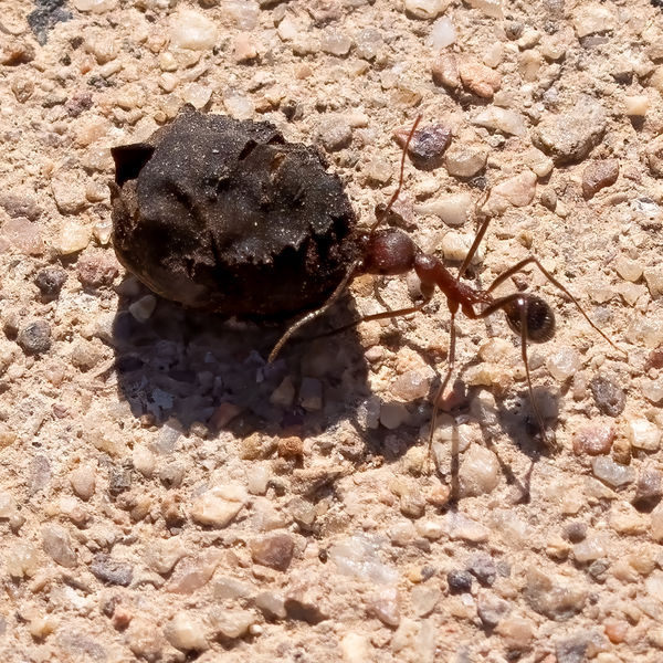 Today's: Ants are starting to forage. Play with the color a little bit ...