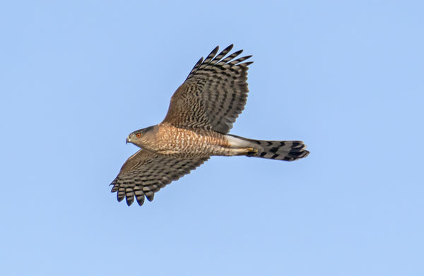 Birds of Cabo San Lucas, Mexico: Cabo San Lucas has several birds that ...
