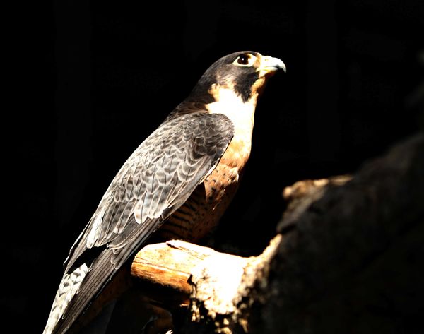 Folsom Zoo Sanctuary: The Folsom City Zoo Sanctuary is a zoo and animal ...