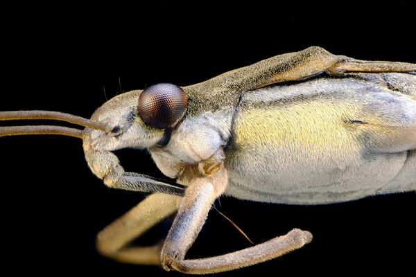 Unknown True Bug: This one was quite a challenge as a focus stacked ...