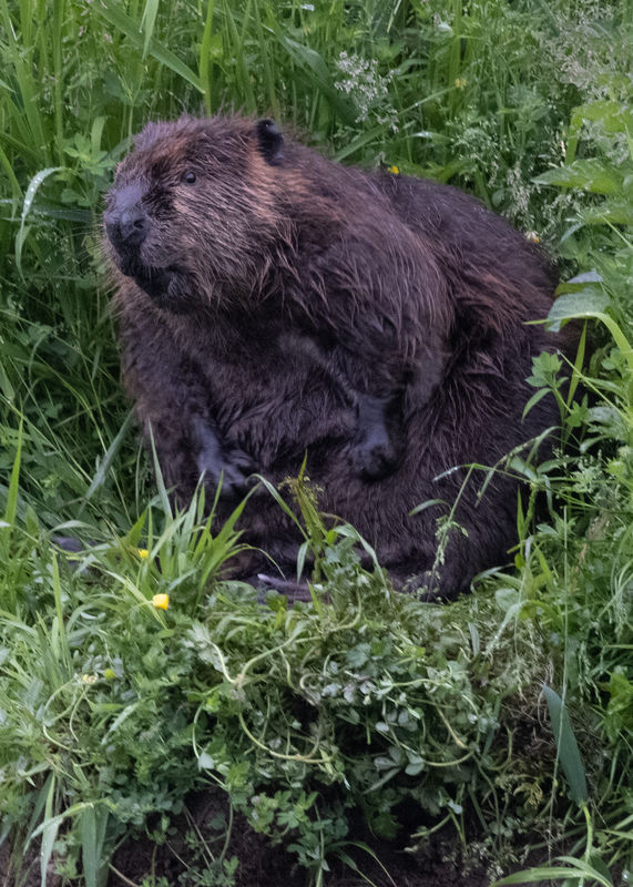Beaver Grooming: Turtle pond beaver update. Believe it or not, I do not ...
