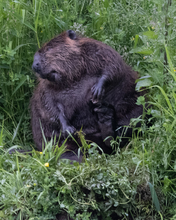 Beaver Grooming: Turtle pond beaver update. Believe it or not, I do not ...