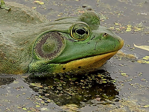 Frog Eye: That's one humongous lump of Frog, with a very beautiful eye.