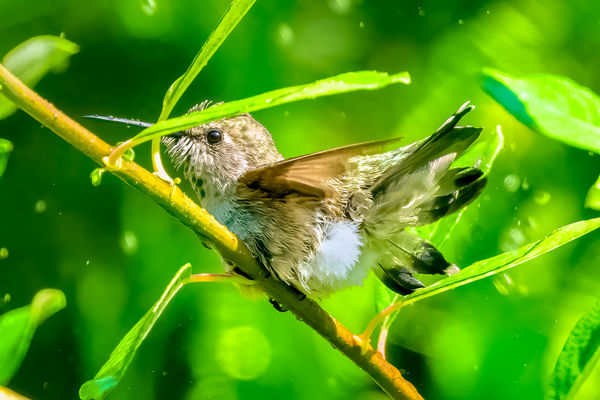 Hummingbirds Our Yard 6-30-2021: Caught a few shots of little hummers ...