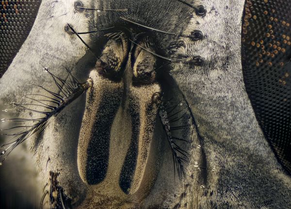 Fly Nose: Well, actually it's the fly's antenna which is a sensory ...