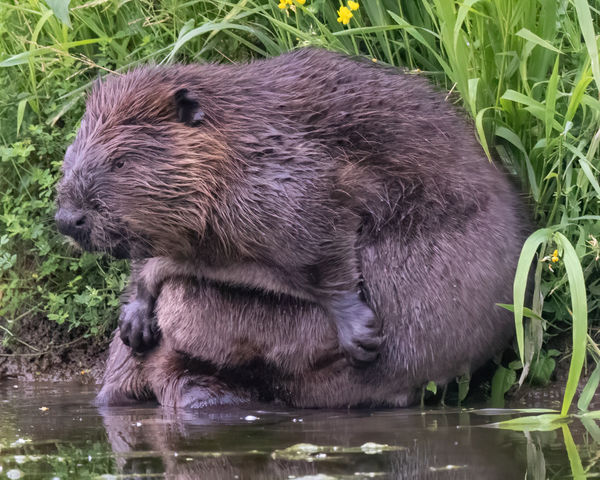 Beaver Bathing: Takes effort to look good... and to keep afloat.