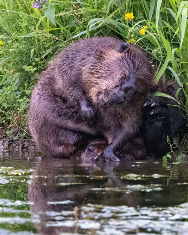 Beaver Bathing: Takes effort to look good... and to keep afloat.