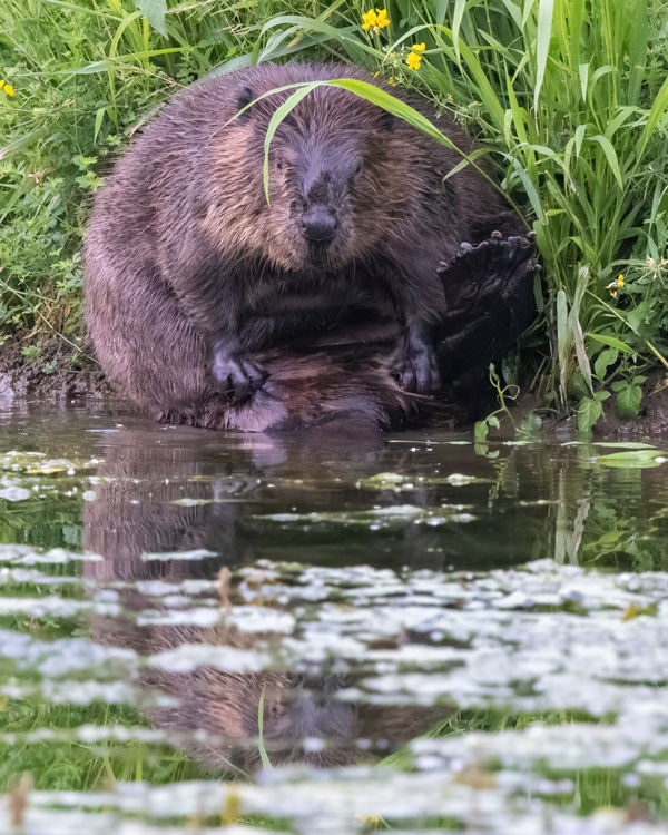 Beaver Bathing: Takes effort to look good... and to keep afloat.