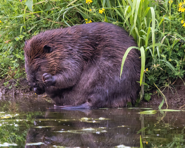 Beaver Bathing: Takes effort to look good... and to keep afloat.