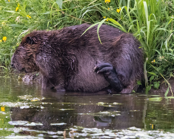 Beaver Bathing: Takes effort to look good... and to keep afloat.