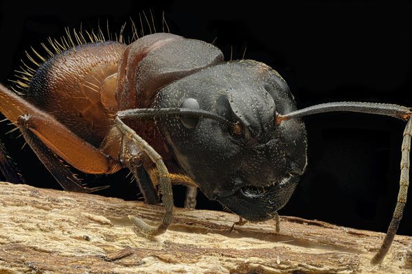 Focus Stacked Ant: I've often wondered, "If ants are such busy workers ...